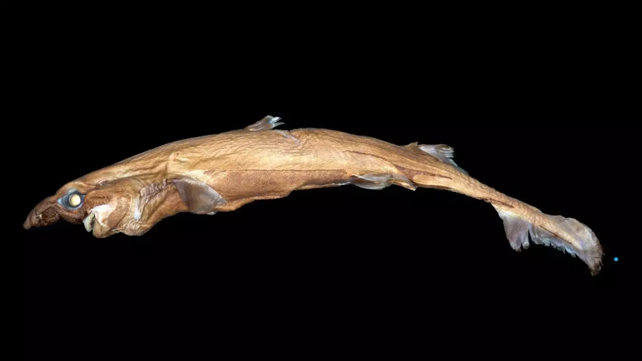 Hartseer nuwe diepsee-haai herinner ons dat ons nie almal groot blankes kan wees nie