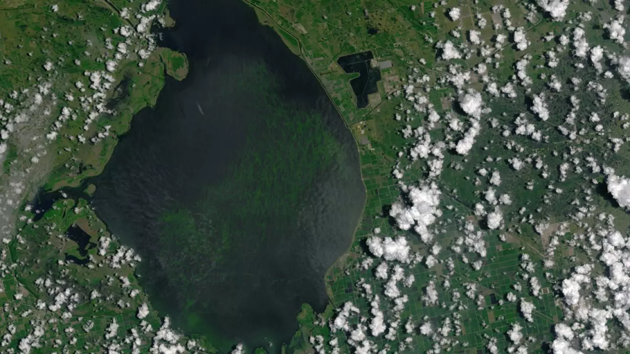 Florida's walgelijke algenbloei is nu zichtbaar vanuit de ruimte