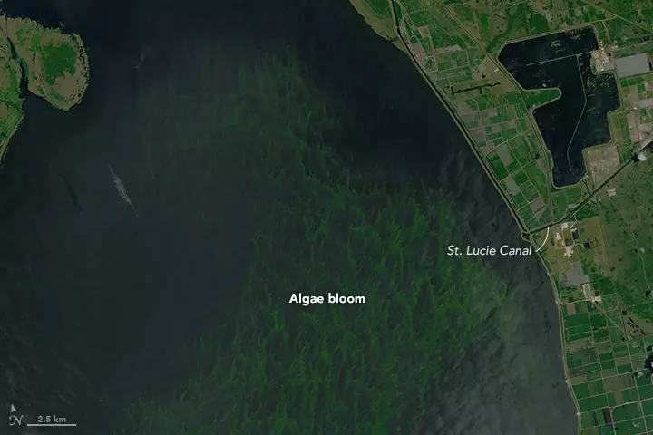 ازدهار الطحالب المثيرة للاشمئزاز في فلوريدا أصبح الآن مرئيًا من الفضاء