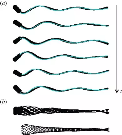 Wëssenschaftler kënnen elo gefälschte Spermien schwammen