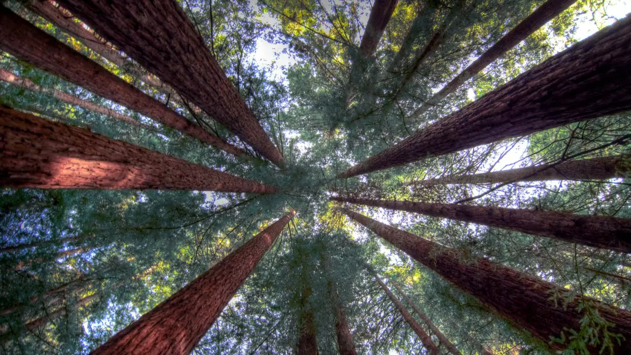 Ninguém sabe quanta floresta nos resta porque ninguém pode decidir o que é uma floresta