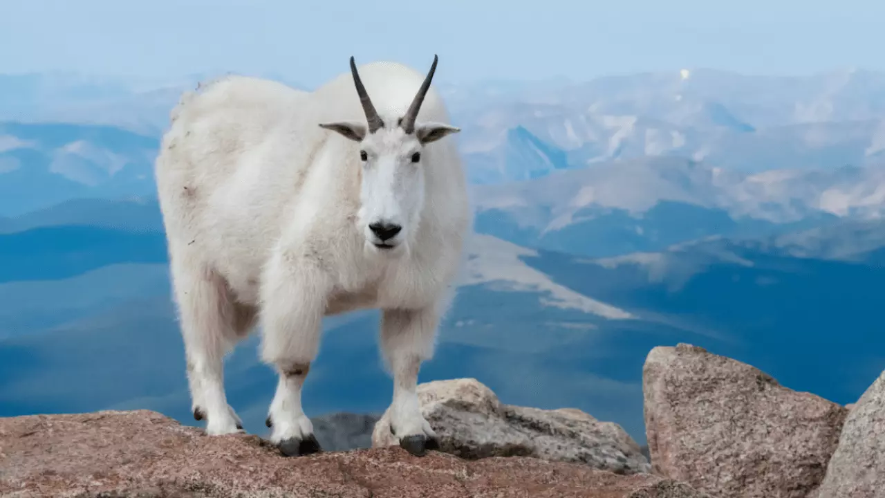 Ang Pag-aaral sa Genome ng mga Mountain Goat ay Nagpapakita sa Amin Kung Paano Sila Nakikibagay sa Kanilang Kapaligiran