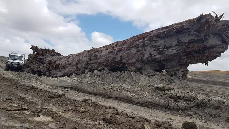 Qədim Yeni Zelandiya kauri ağacının gövdəsi.