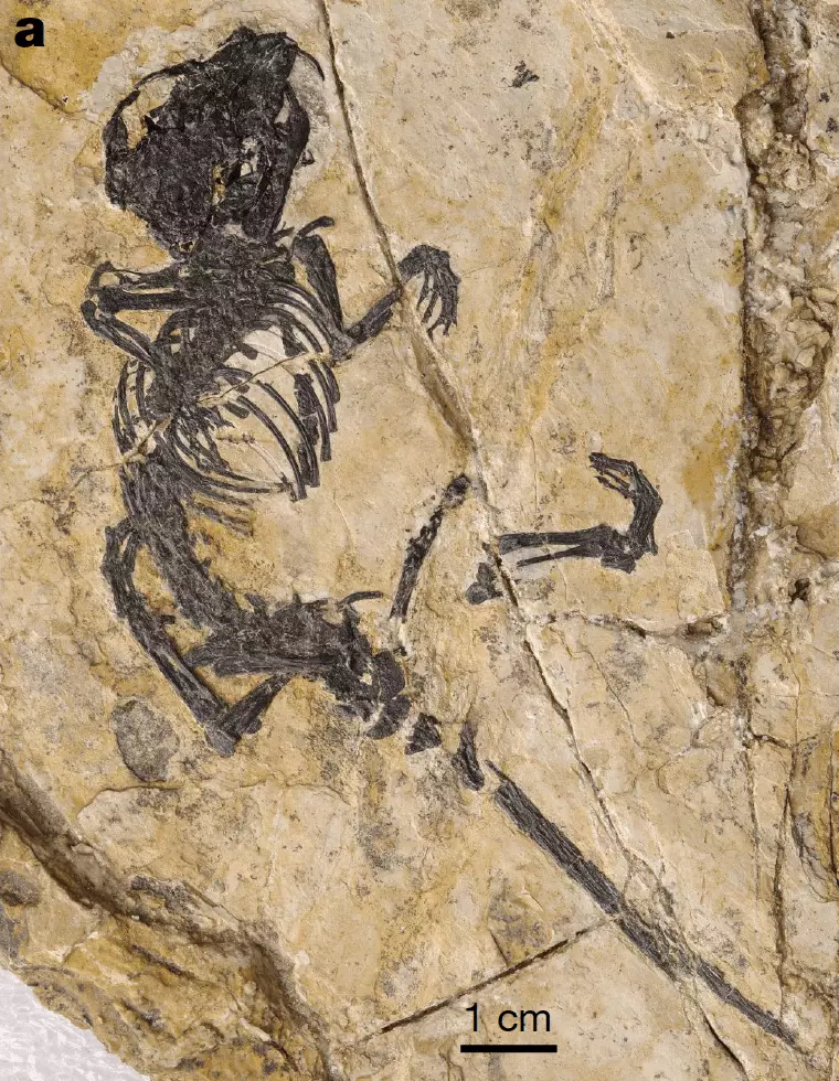 Mammal Cretaceous a chọtara ọhụrụ nwere ezigbo ntị