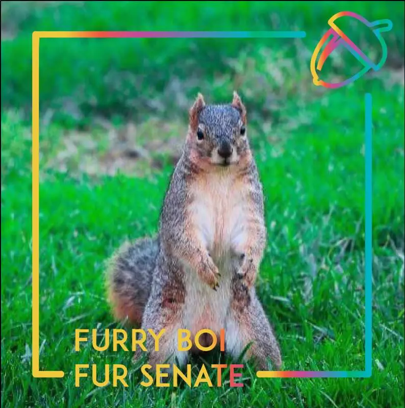 Moetsje Furry Boi, de iikhoarn dy't in senaatsit wûn troch in Facebook-memepagina