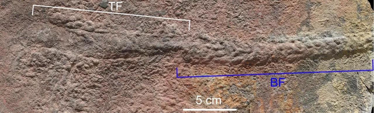 令人難以置信的化石將古代生物與地球上最早的“腳印”聯繫起來