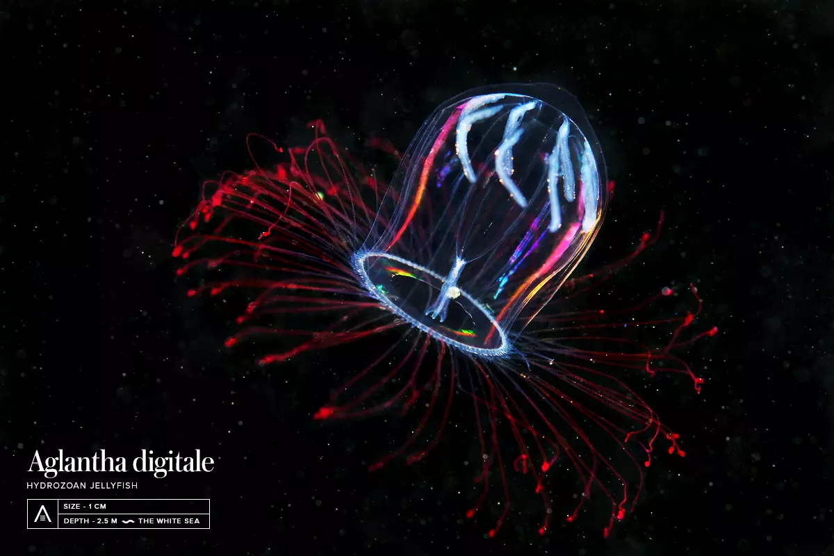 これらは極圏の下に密かに潜んでいるエイリアンの生き物です