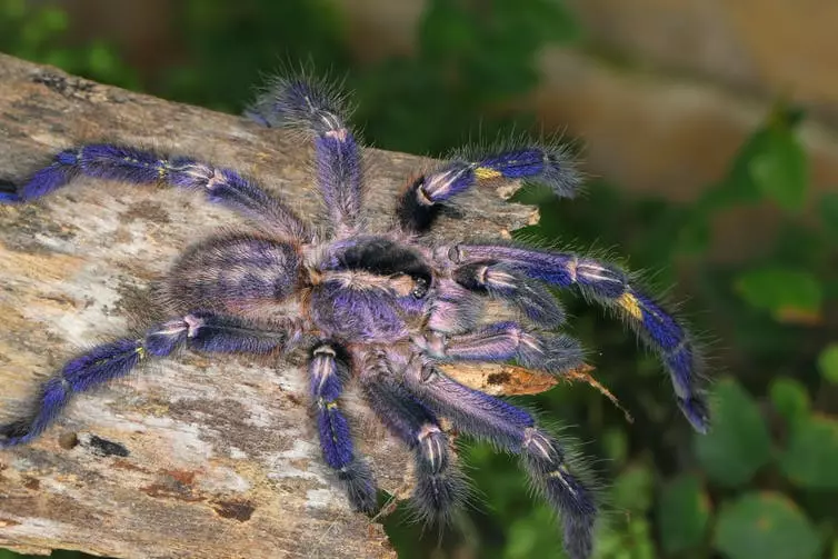 Usa ka asul nga tarantula