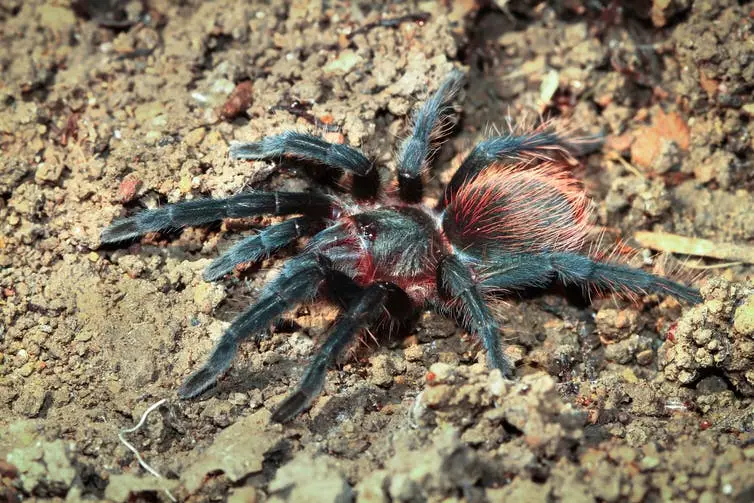 Czarna tarantula z czerwonym zadem