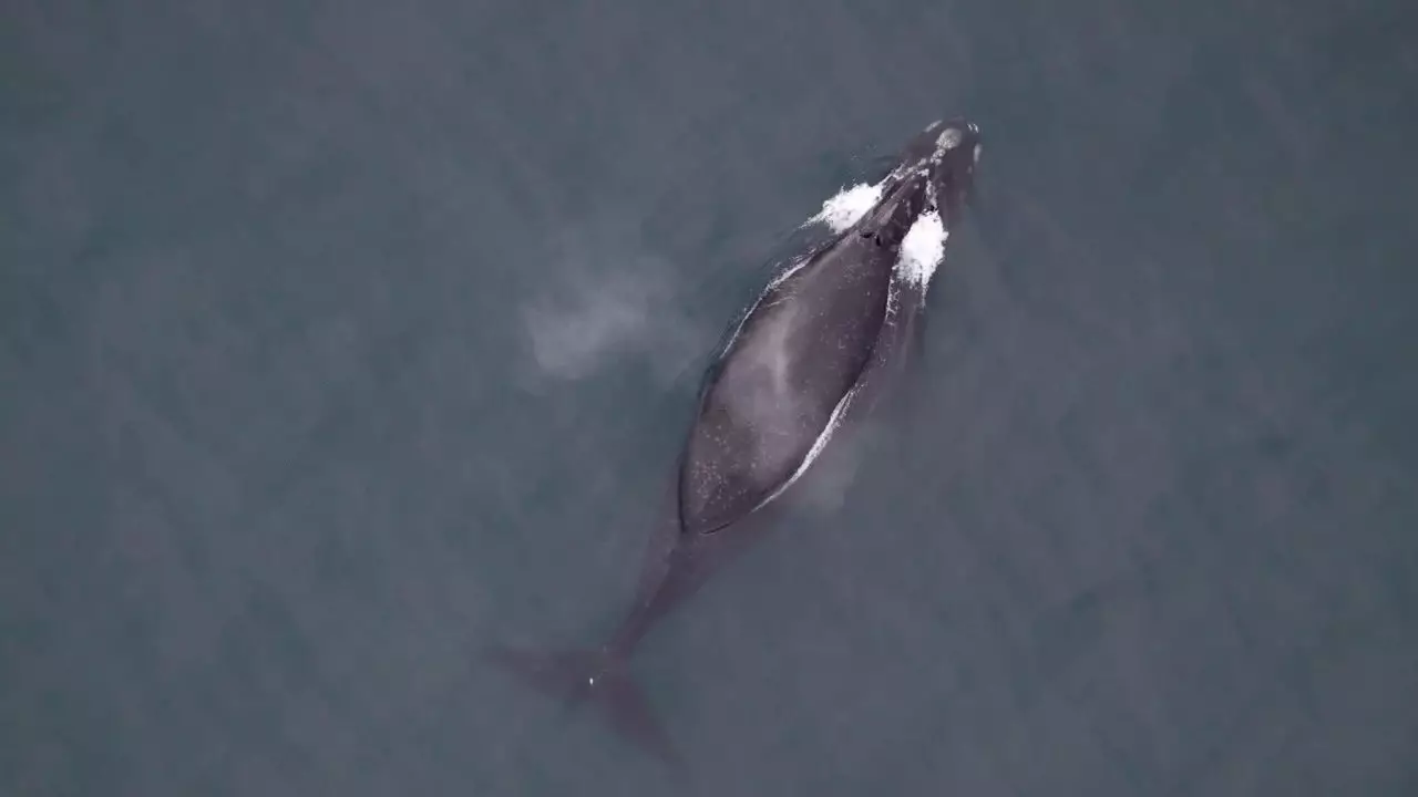 Laulu Maan harvinaisimmasta suuresta valasta Äänitetty ensimmäistä kertaa