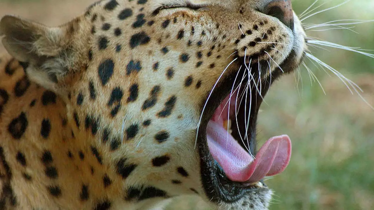 Massor av leoparder, inga offer: en by kom på hur man gör