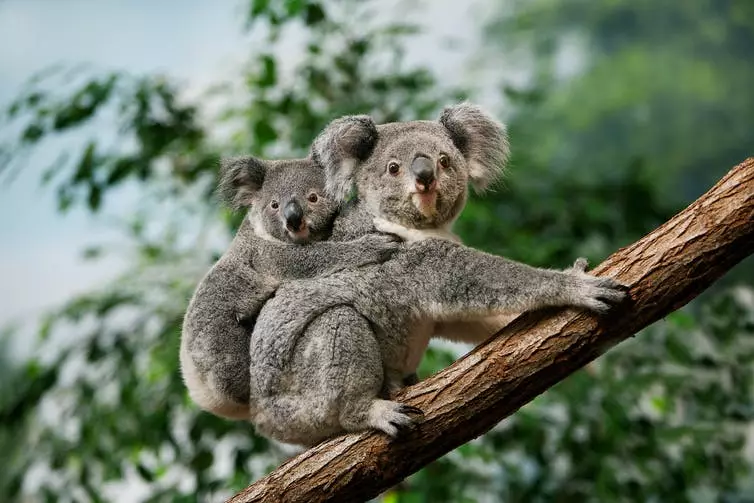 Yon koala ak yon joey sou do li sou yon branch