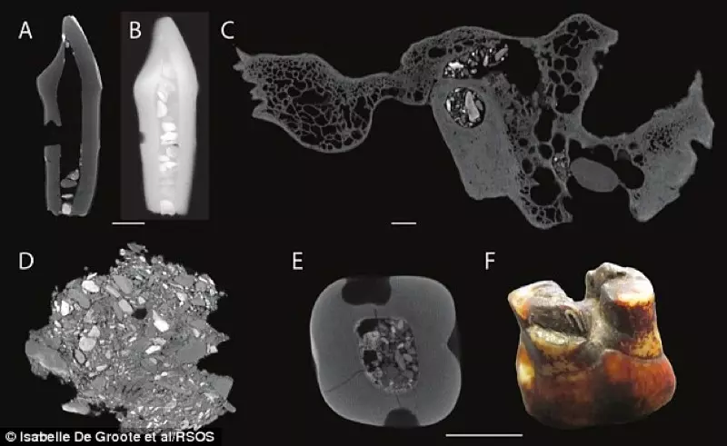 Piltdown Man Hoax သည် Single Forger ၏အလုပ်ဖြစ်သည် ဟု လေ့လာမှုအရ သိရသည်။