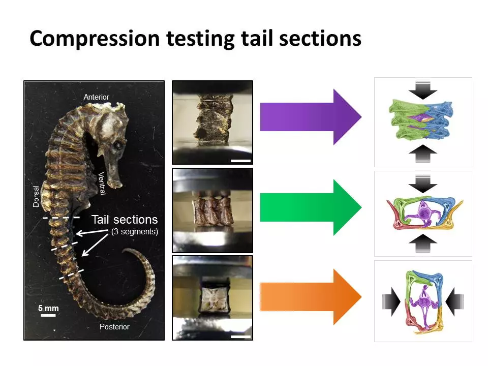 Ang Tiny Seahorse's Tail Makatabang sa Paghimo og Bag-ong Matang sa Armor