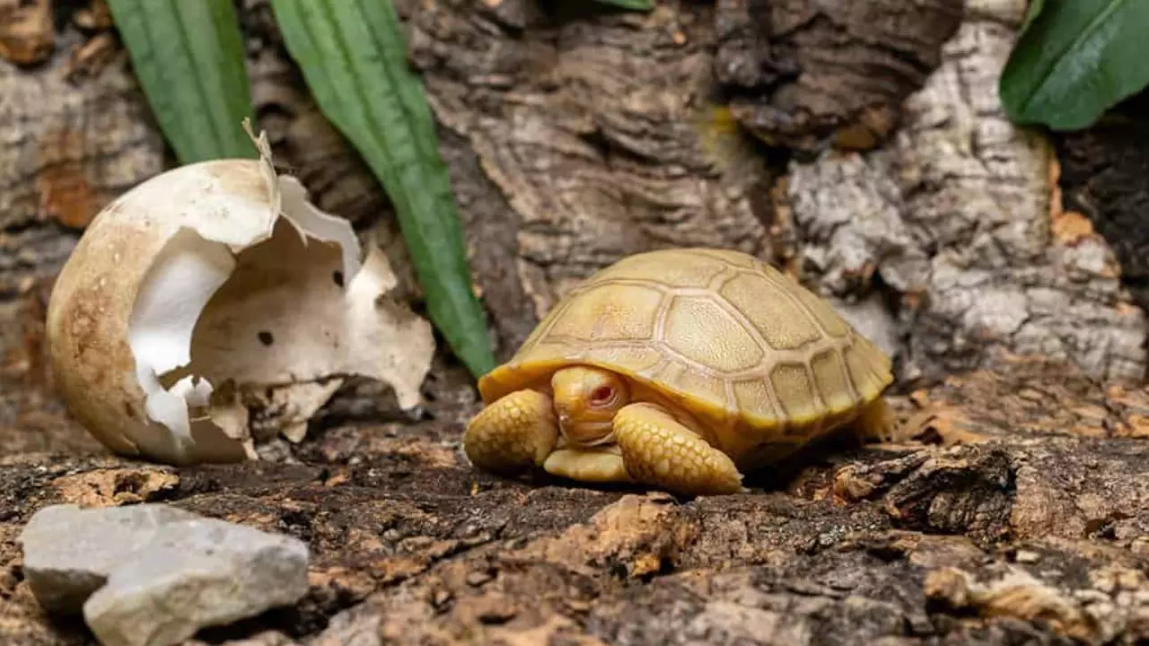 Ev Albino Galápagos a Super Rare Tortoise Giant A Lil' Groundbreaker e