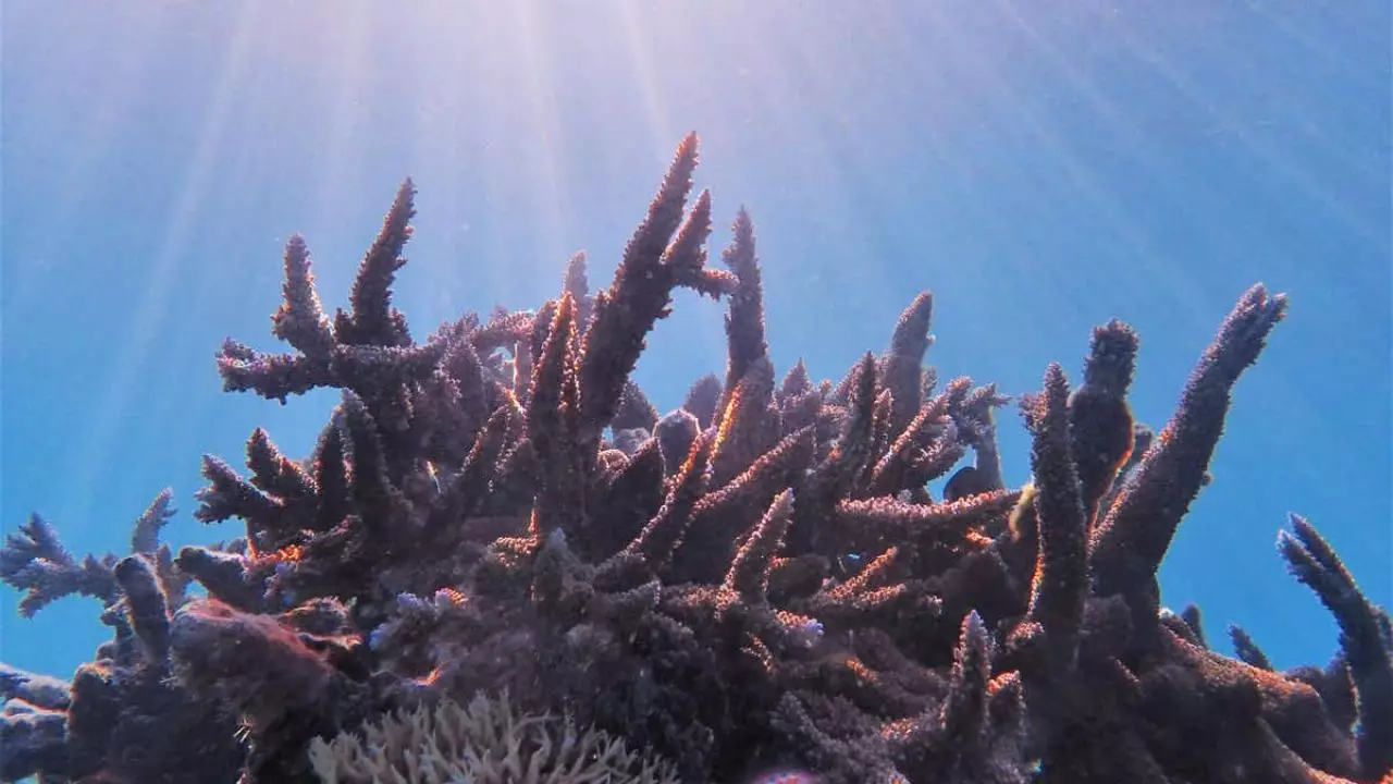 Nêzîkî 60 cureyên koralên li dora Girava Lizard "Winda" ne - Û Dibe ku Krîza Vemirandina Refê Astengdar a Mezin Paşê bibe