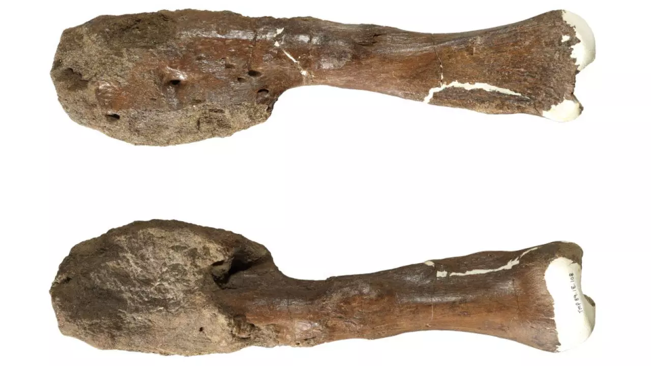 Paleontologlar ilkinji gezek dinozawr galyndylarynda düwnük keselini anyklaýarlar