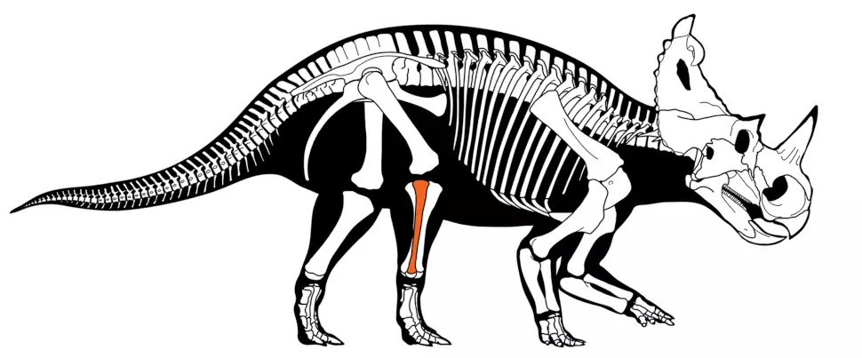 Rêzeya îskeletî ya Centrosaurus apertus, bi femur ve hatî destnîşan kirin. (Wêne: Danielle Dufault)