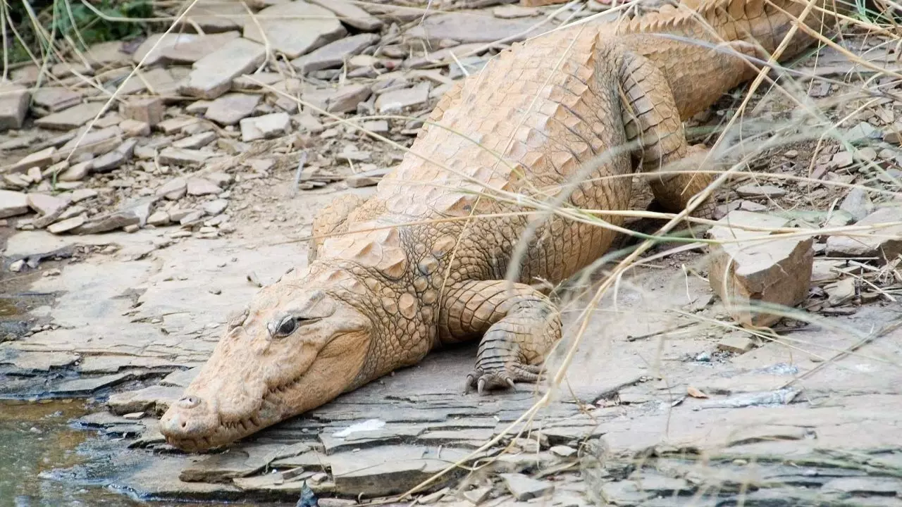 Erremintak erabiltzen dituzten ustekabeko 6 animaliak