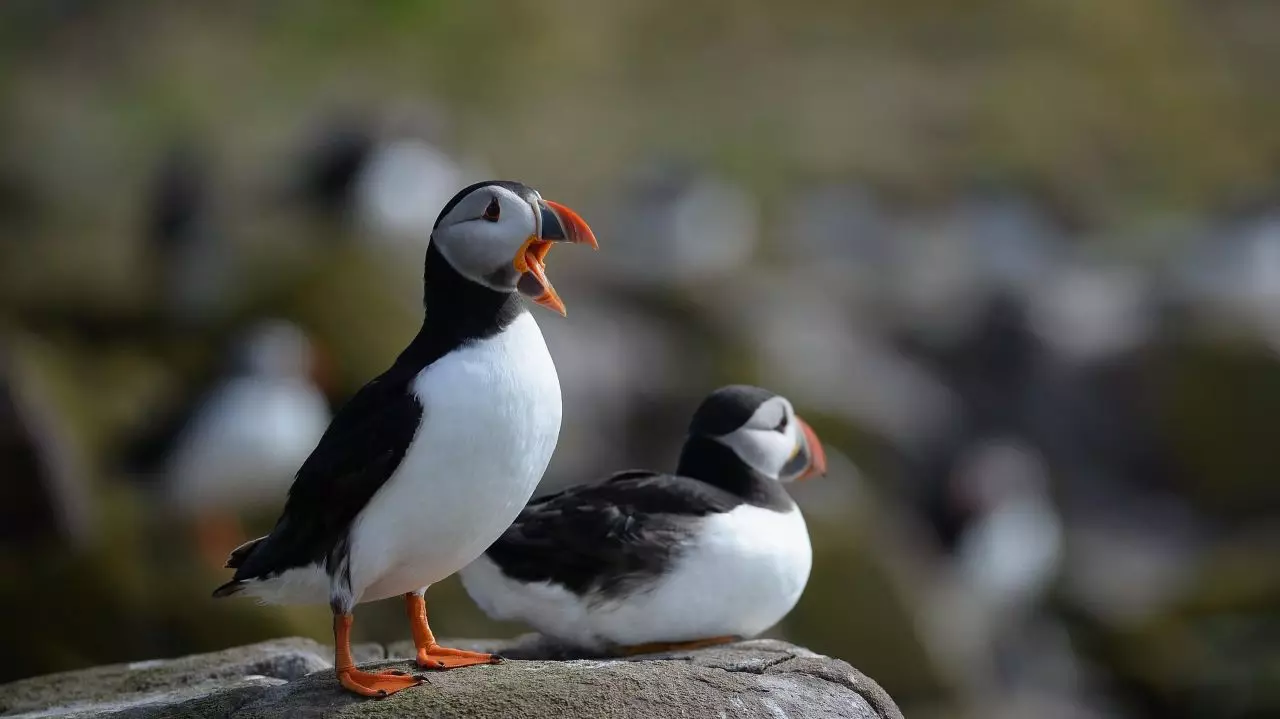 Puffins kwenye Visiwa vya Farne.