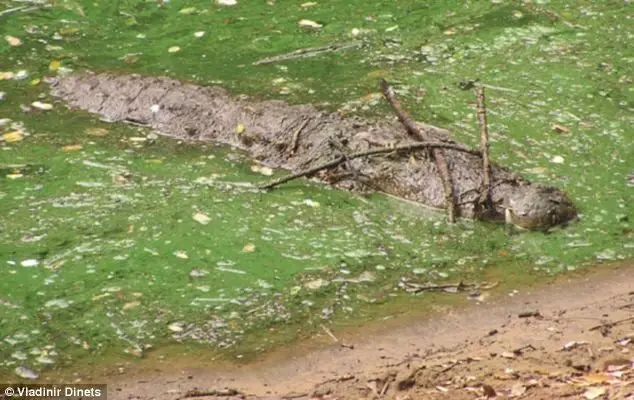 Erremintak erabiltzen dituzten ustekabeko 6 animaliak