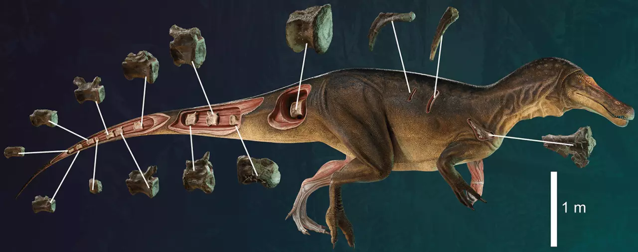 Berreskuratutako fosil batzuk eta Iberospinus natarioi izeneko Spinosaurus berriaren gorputzaren forma erakusten duen diagrama. (Irudia: Mateus, Estraviz-López et al., 2022, PLOS ONE, CC-BY 4.0)