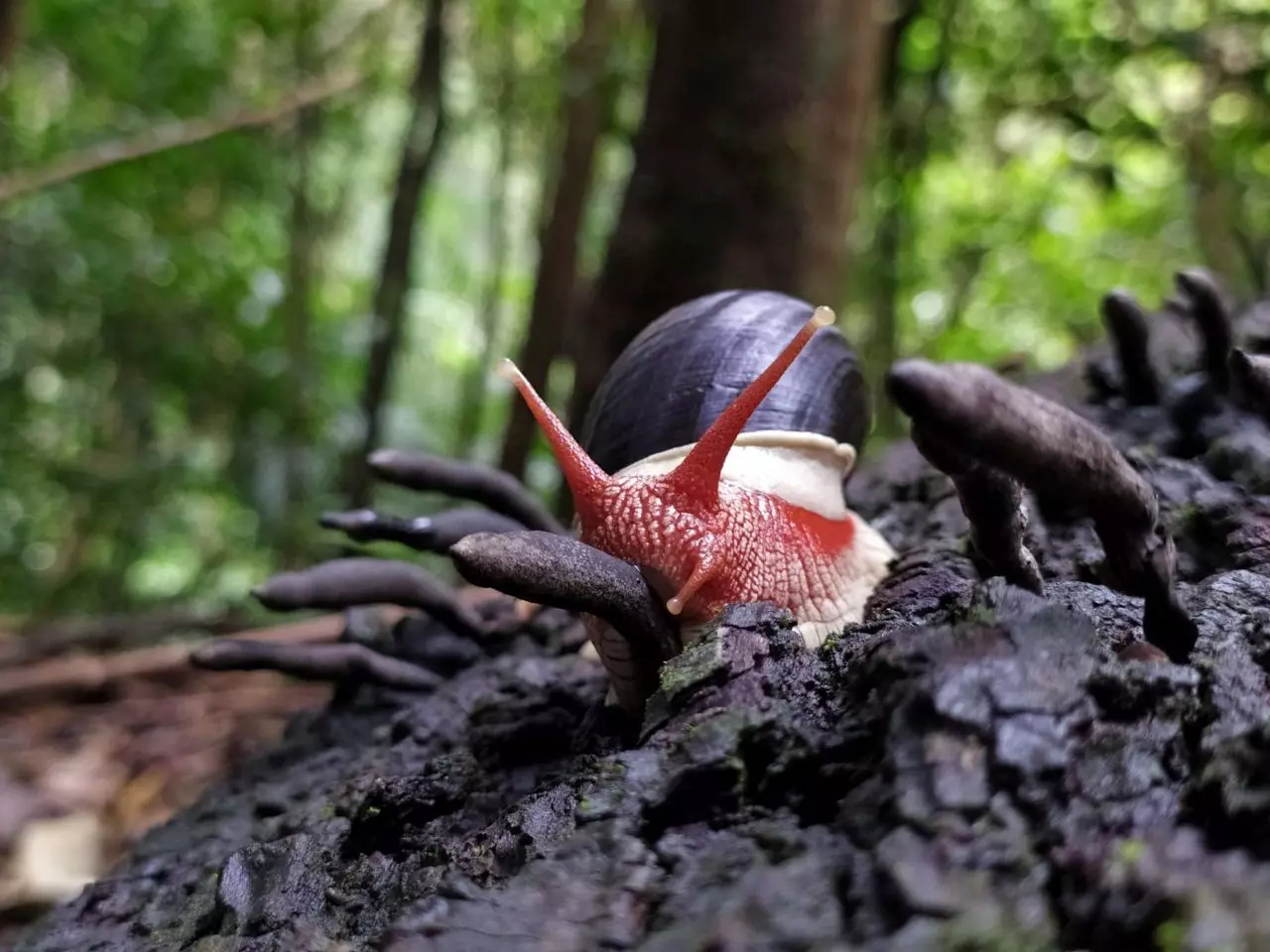 Mapikicha Anohwina Mubairo weEcology Anotiyeuchidza Kuti Zvisikwa Zvinoshamisa -- uye Zvakaoma 31913_6