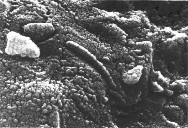 ALH84001 mikroskoopiline pilt, mis paljastab Marsi meteoriidil fossiilseid struktuure. (Pilt: NASA)