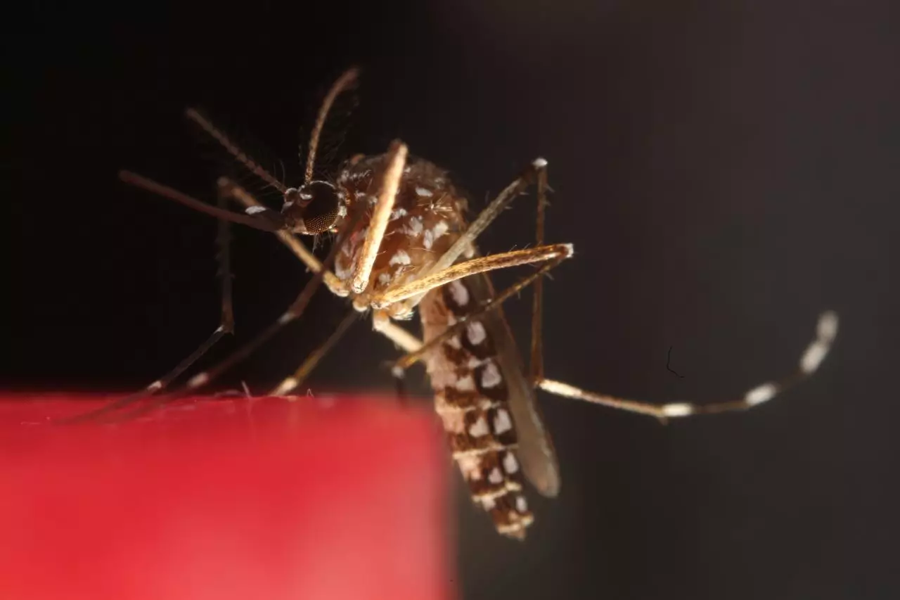 moskitoj Aedes aegypti