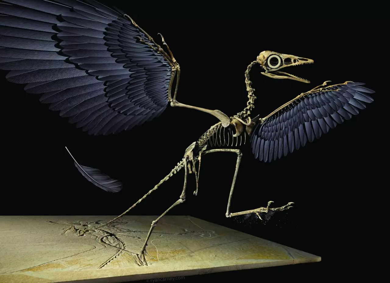Düşen bir birincil gizli tüy de dahil olmak üzere bir Archaeopteryx iskeletinin sanatsal izlenimi. (Resim: Ryan Carney)