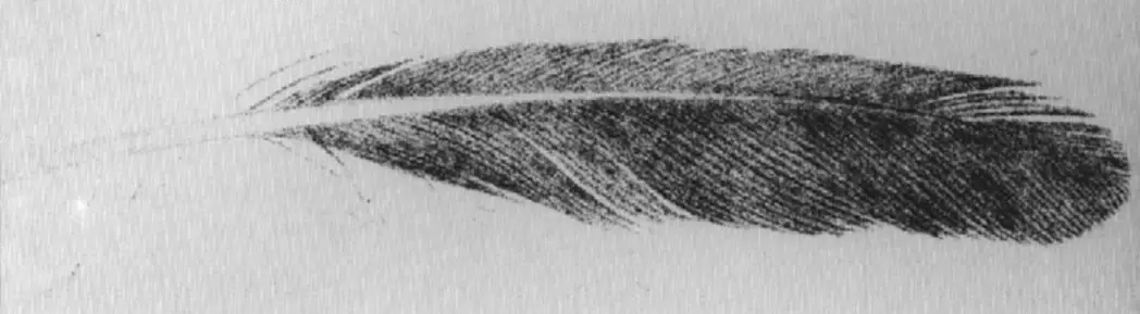 Ang 1862 drawing ng fossil feather. nagpapakita ng isang ipinapalagay na quill. (Larawan: T. G. Kaye et al., 2019)