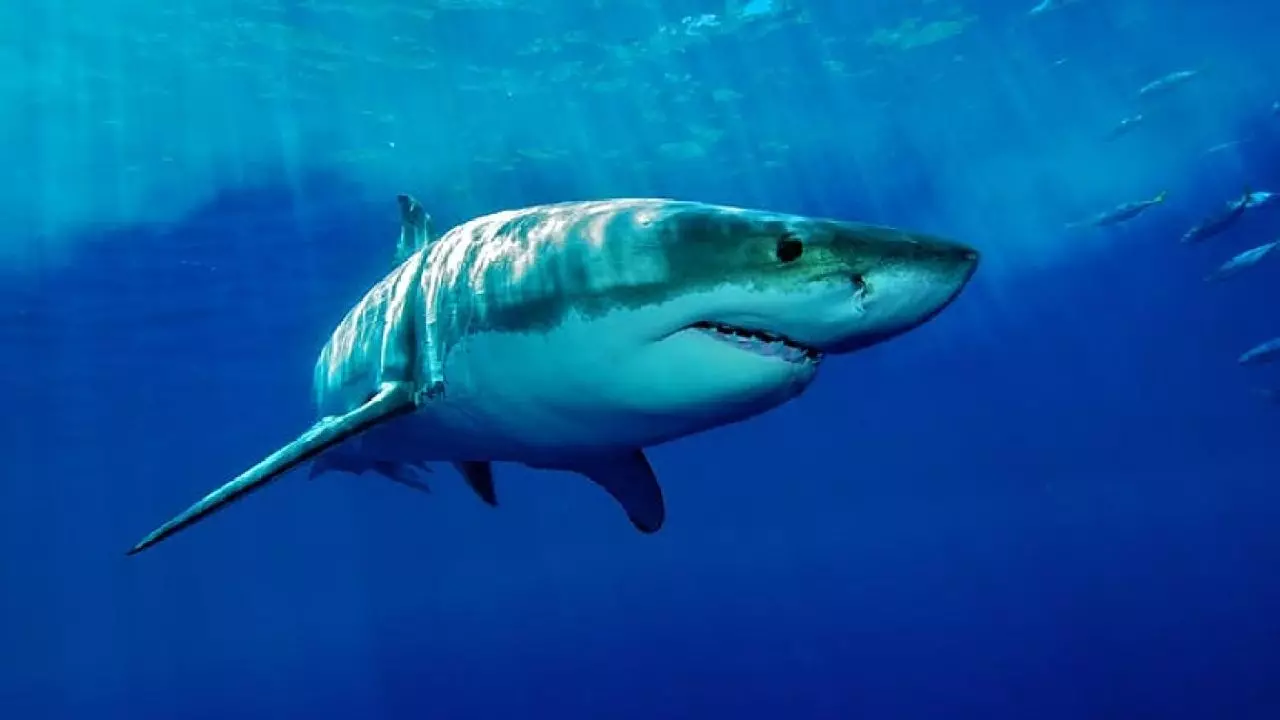 1 av 8 hajar är utrotningshotade, vilket är nästan mer skrämmande än tanken på att bli attackerad