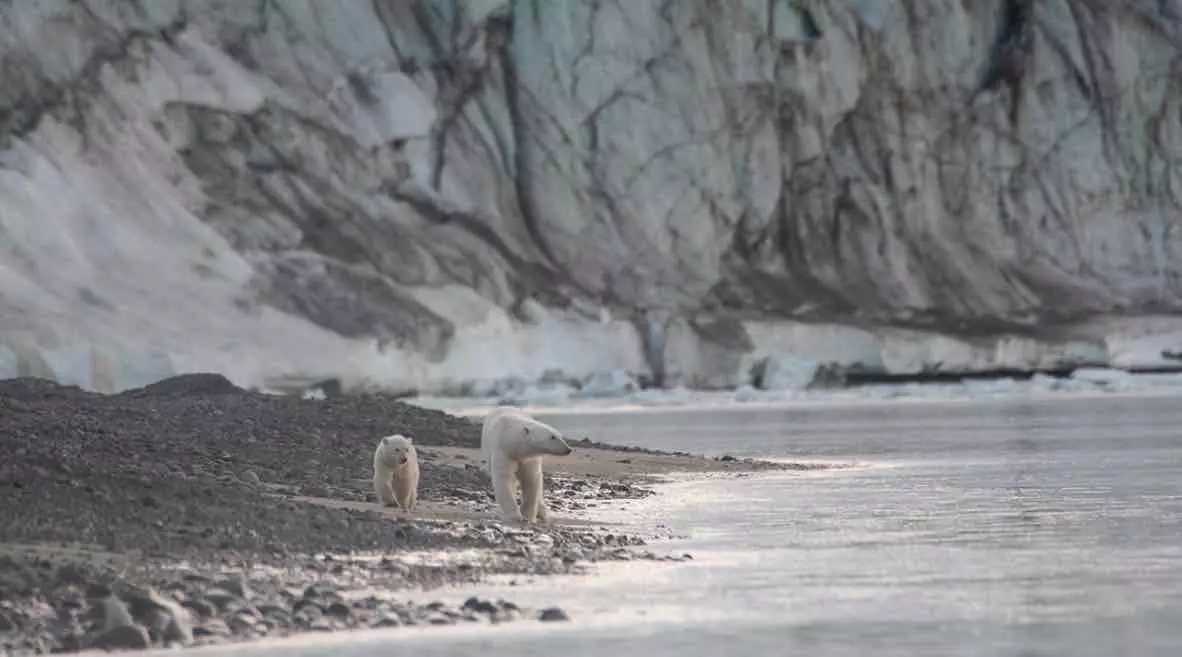 Полярний ведмідь Disney документальний фільм про природу