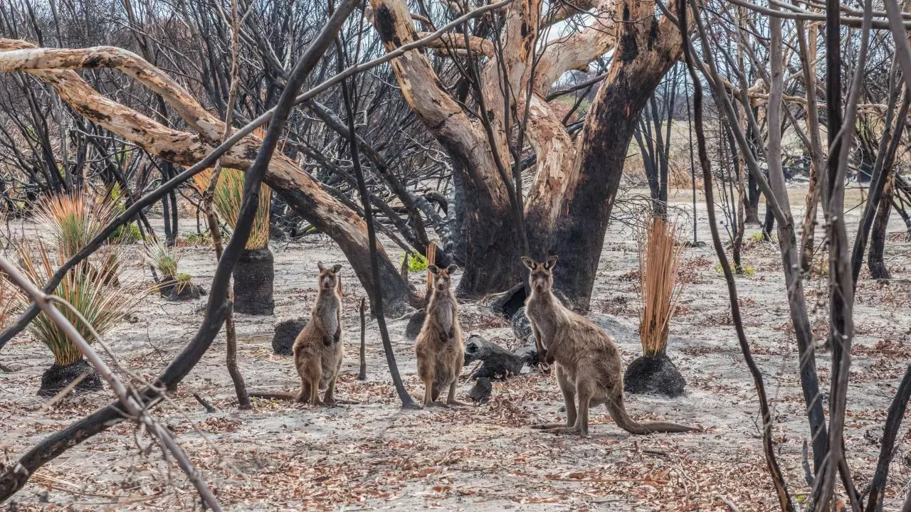 3 miljard bisten wiene yn it paad fan 'e Bushfires. Hjir is wat de Keninklike Kommisje oer har sei