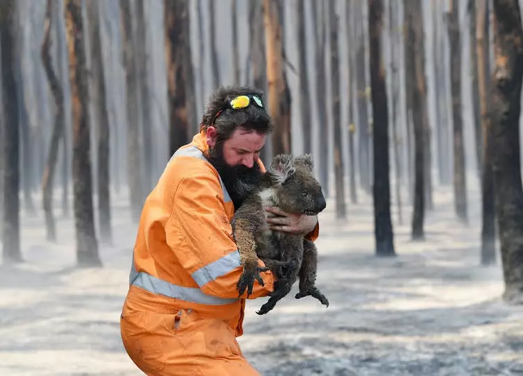 Ang isang rescuer ng wildlife ay may hawak na koala na may sunog na mga paa sa isang nasunog na kagubatan