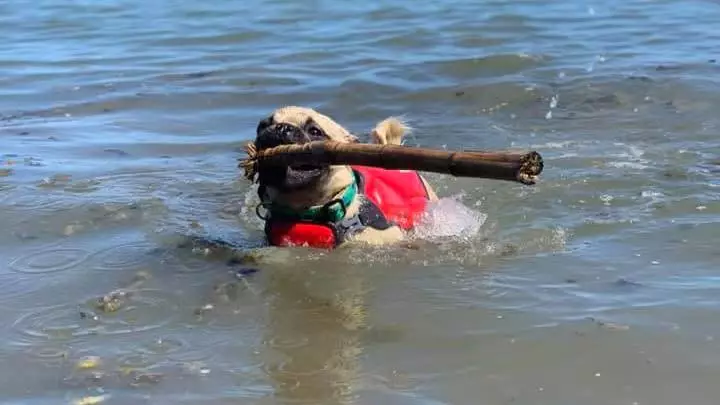 Eugenio il retropug, visto qui che gioca nell'acqua.