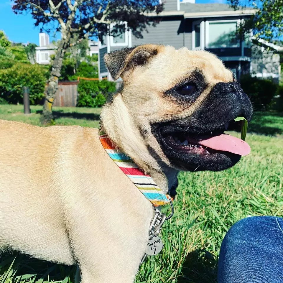 Un primo piano di Eugene, che è un carlino per tre quarti e uno Staffordshire bull terrier.