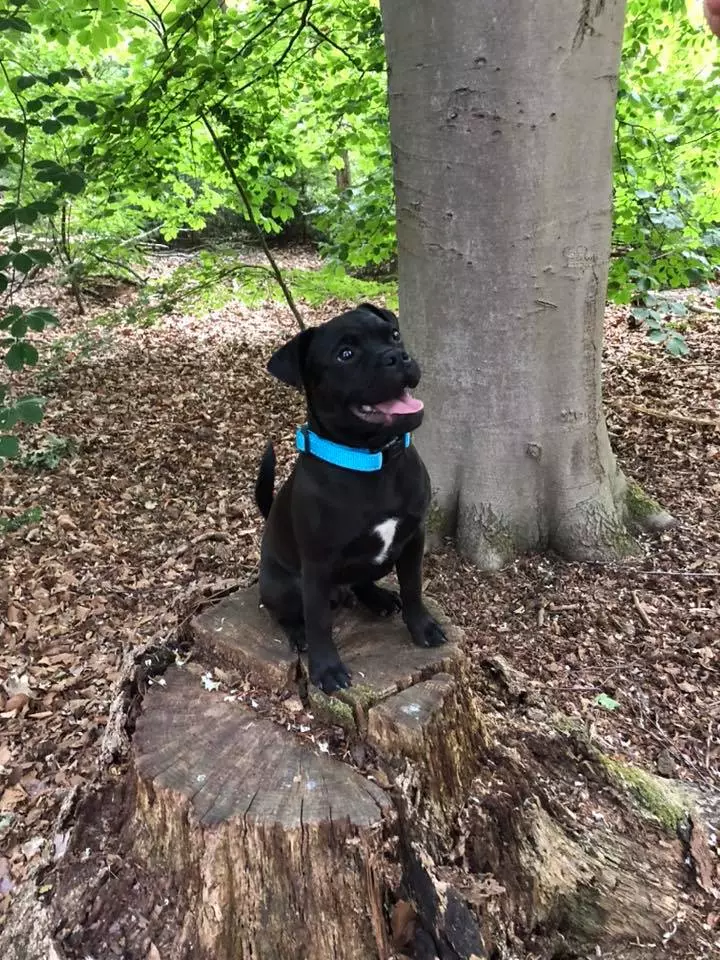 Wani na Meranda Stark's retropugs, Pelle, shi ne rabin pug da rabin Patterdale Terrier. An haife shi a watan Disambar da ya gabata. (Hoto: Meranda Stark)