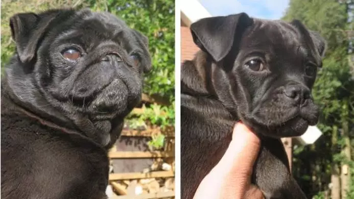 O comparație a lui Pelle retropug, în dreapta, cu o femelă pug neagră de 7 ani, neînrudită, în stânga.