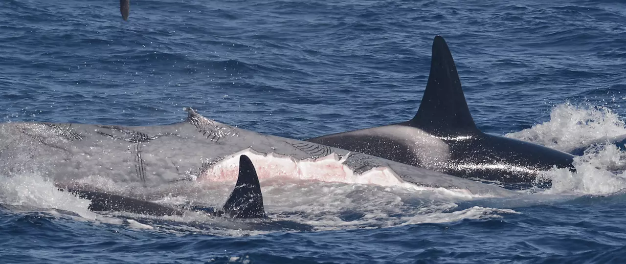 Orcas ngegel sapotong kulit sareng lemak tina paus biru.