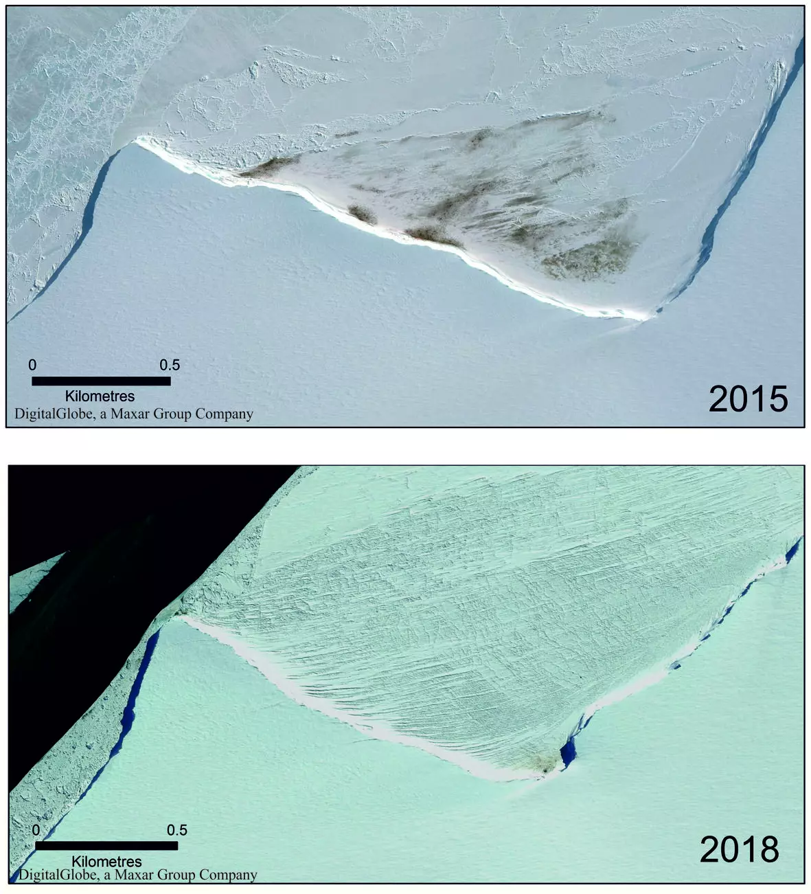 Kolonia e pinguinëve të perandorit të Halley Bay ra në mënyrë dramatike nga viti 2015 në 2018, siç tregojnë këto imazhe satelitore. Që nga viti 2019, kolonia është zhdukur.