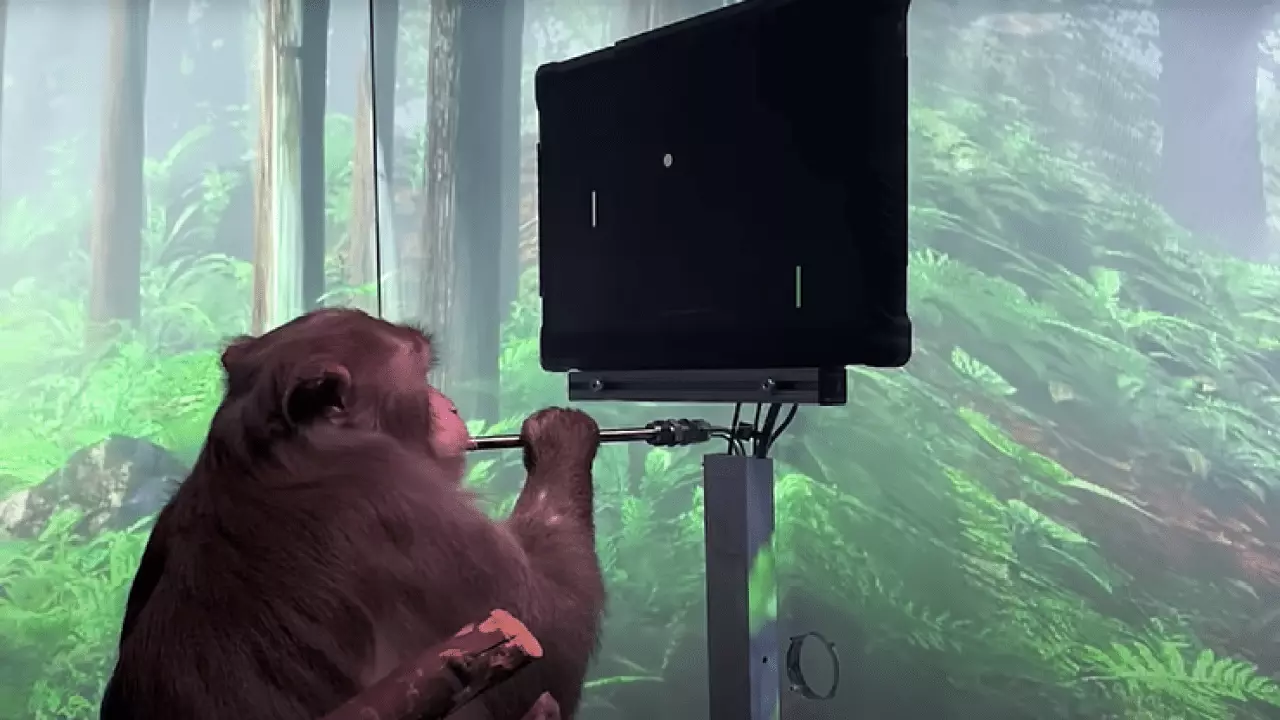 Neuralink-ийн сармагчин оюун ухаанаараа теннис тоглож, хүн юу хийж чадахыг төсөөлөөд үз дээ
