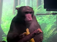 Opice jí banán