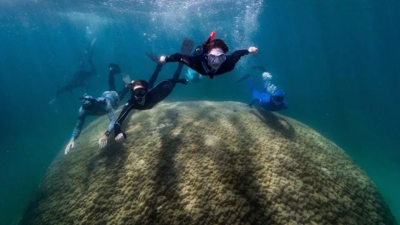 Didžiajame barjeriniame rife pastebėtas stebėtinai didelis koralas