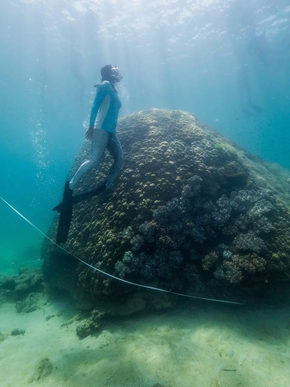 巨大的珊瑚周围挂着卷尺。 （图片：伍迪火花）