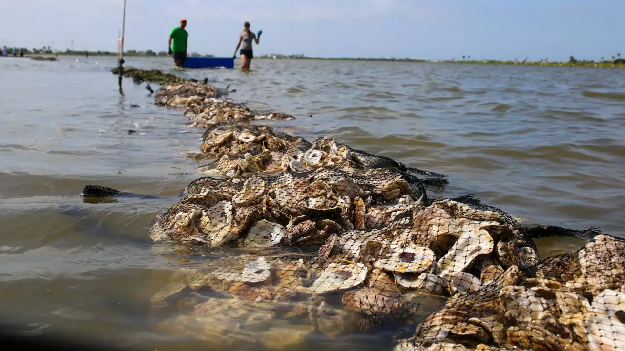 Um programa está transformando conchas de ostras descartadas em tesouro