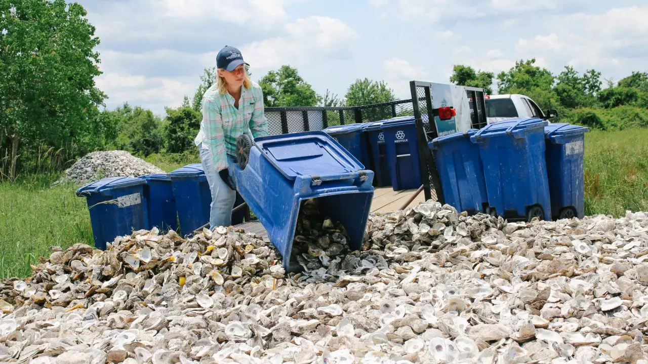 Um programa está transformando conchas de ostras descartadas em tesouro