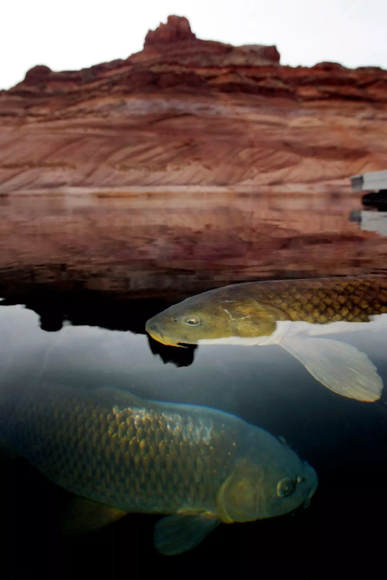 Carp pamwamba pa Dangling Rope Marina, yofikirika kokha ndi boti 69 km kuchokera Glen Canyon Dam, ku Lake Powell pa Marichi 26, 2007 pafupi ndi Page, Arizona.