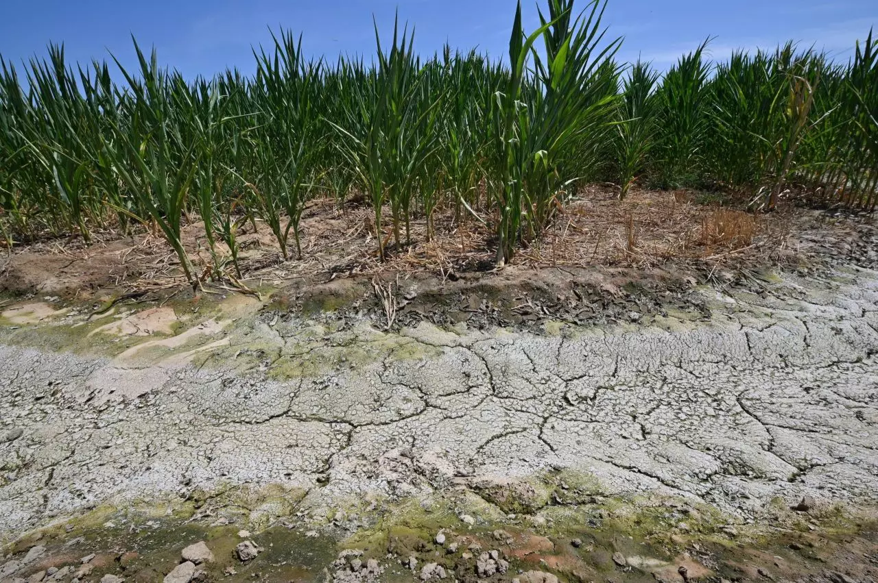 El suelo seco y agrietado en una zanja de riego junto a un campo de maíz se ve en una granja en Fresno, California, el 24 de julio de 2021.