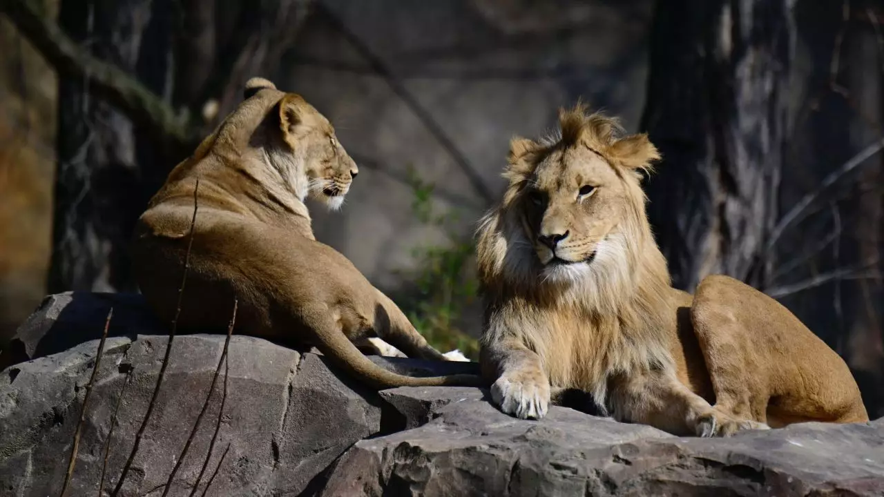 I Lions sono diventati super morbidi dopo aver annusato l'ossitocina
